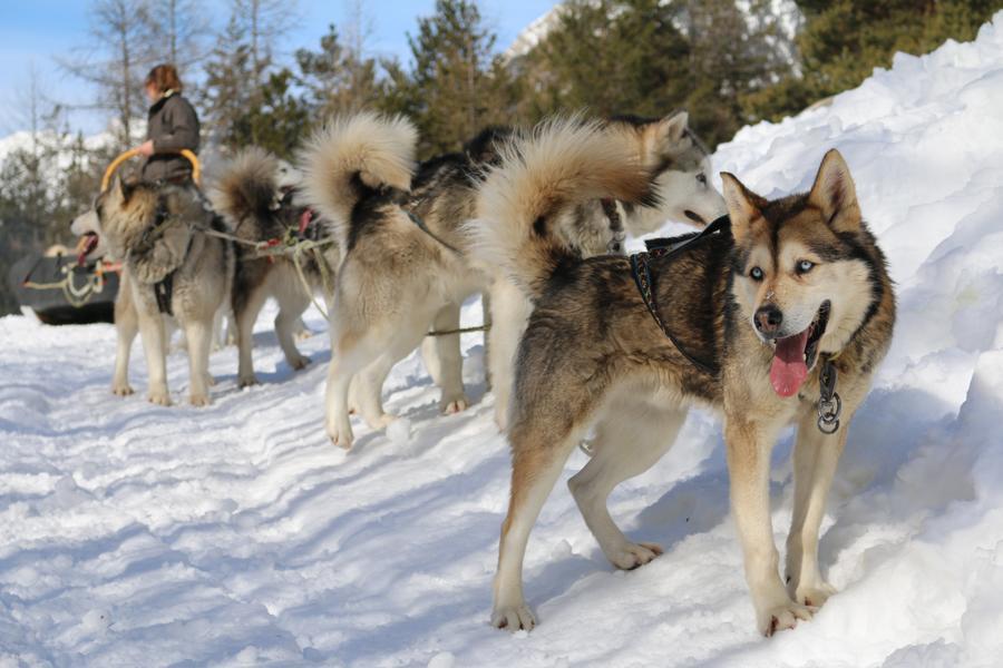 Mushers - Chiens de traîneau